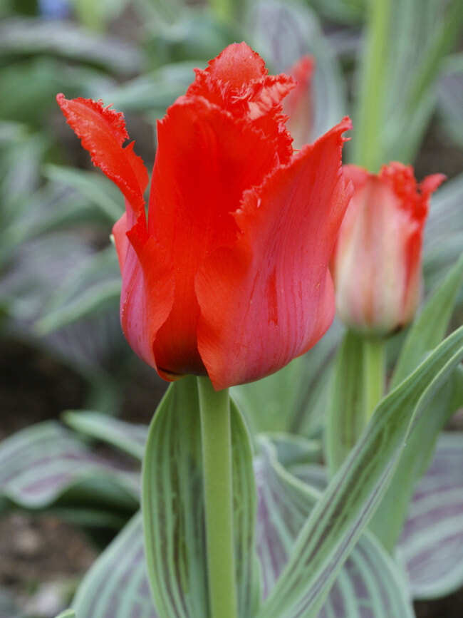 Tulip Red Riding Hood | Bluestone Perennials