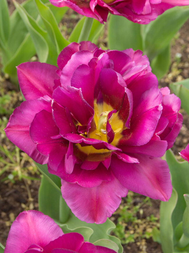 Tulip Showcase | Bluestone Perennials