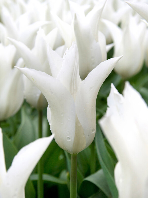 Tulip Tres Chic | Bluestone Perennials