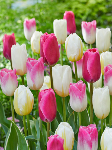 Tulip Touch Of Romance | Bluestone Perennials