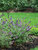 Product Viewer - Buddleia Blue Chip