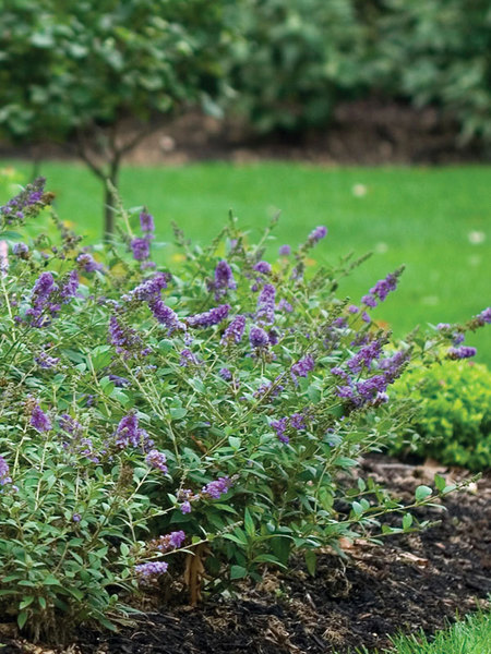 Product Viewer - BUDDLEIA BLUE CHIP*