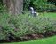 Product Viewer - Buddleia Blue Chip