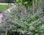 Product Viewer - Buddleia Blue Chip