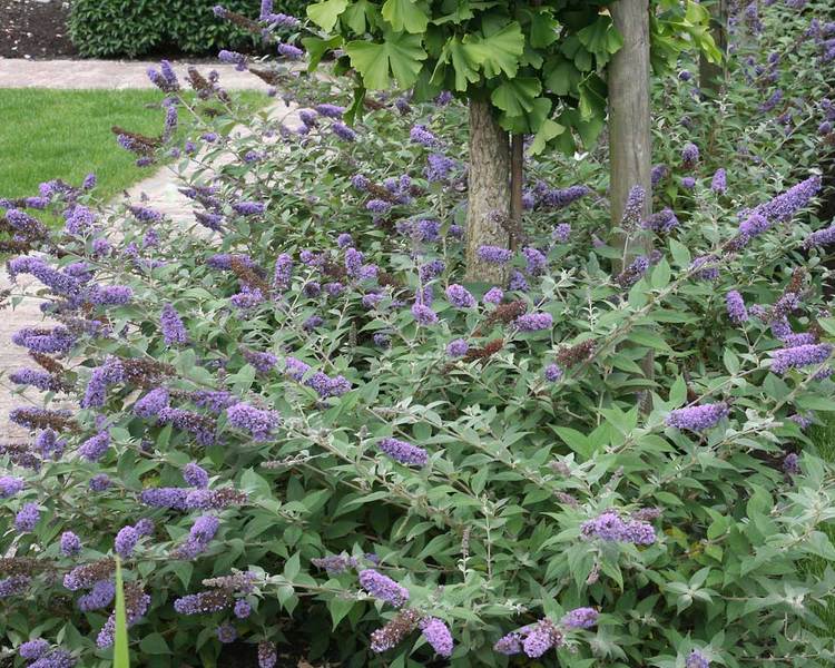 Product Viewer - BUDDLEIA BLUE CHIP*