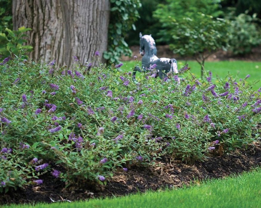 Buddleia Blue Chip | Bluestone Perennials