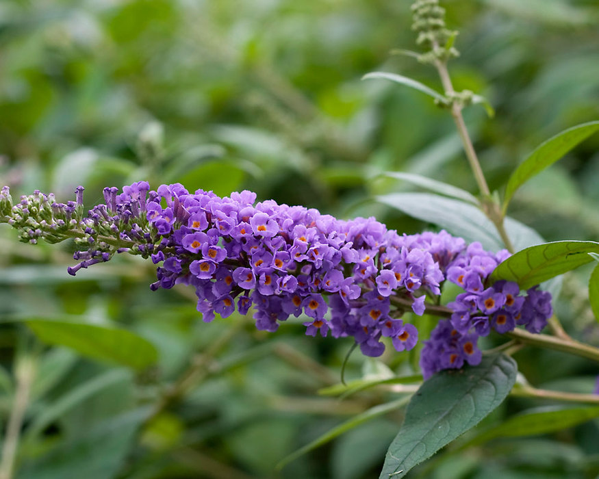 Buddleia Blue Chip | Bluestone Perennials