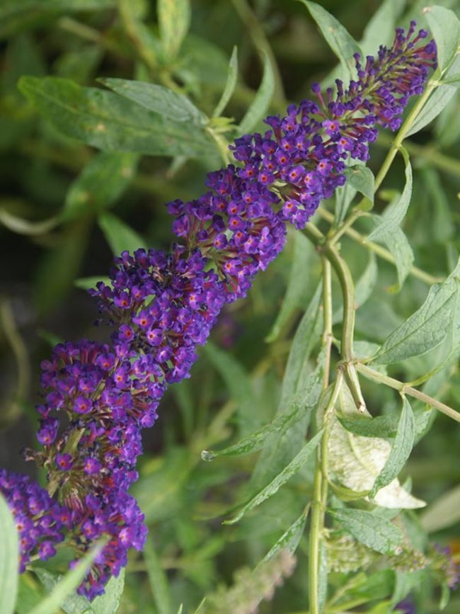 Buddleia Blue Knight | Bluestone Perennials