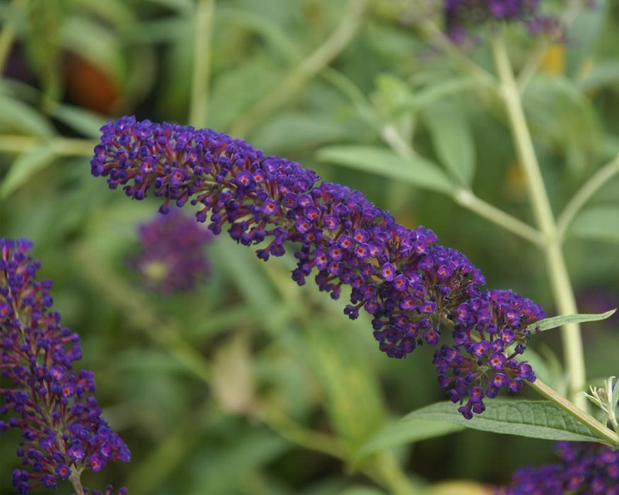 Buddleia Blue Knight | Bluestone Perennials