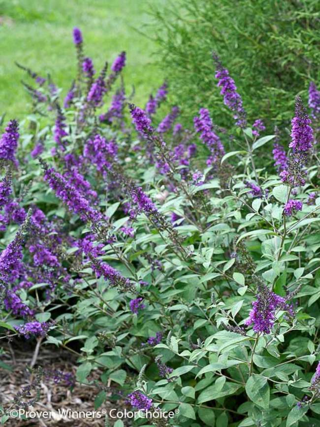 Buddleia Blue Chip Jr | Bluestone Perennials