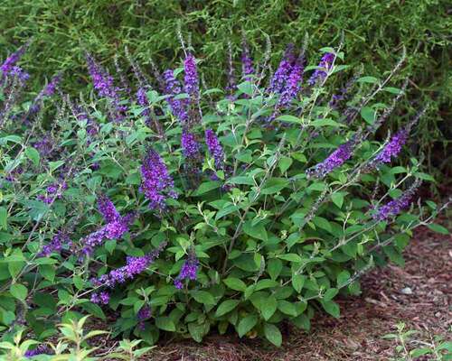Buddleia Blue Chip Jr | Bluestone Perennials