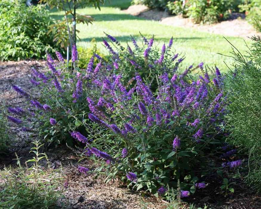 Buddleia Blue Chip Jr | Bluestone Perennials