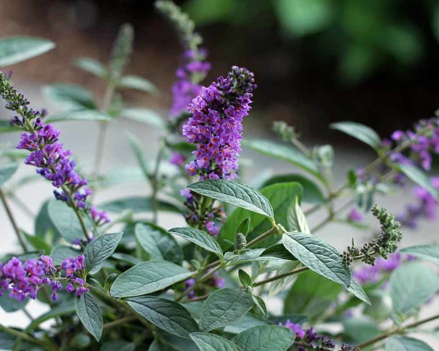 Buddleia Blue Chip Jr | Bluestone Perennials