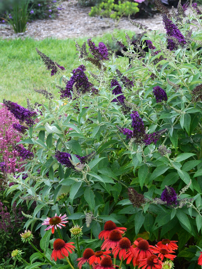 Buddleia Dark Dynasty | Bluestone Perennials