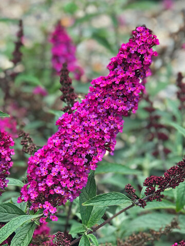 Buddleia Buzz Hot Raspberry | Bluestone Perennials