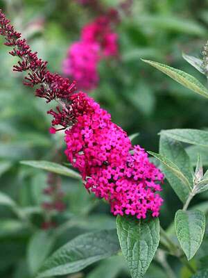 Miss Butterfly Buddleia Davidii