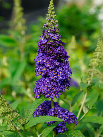 Buddleia Buzz Midnight | Bluestone Perennials