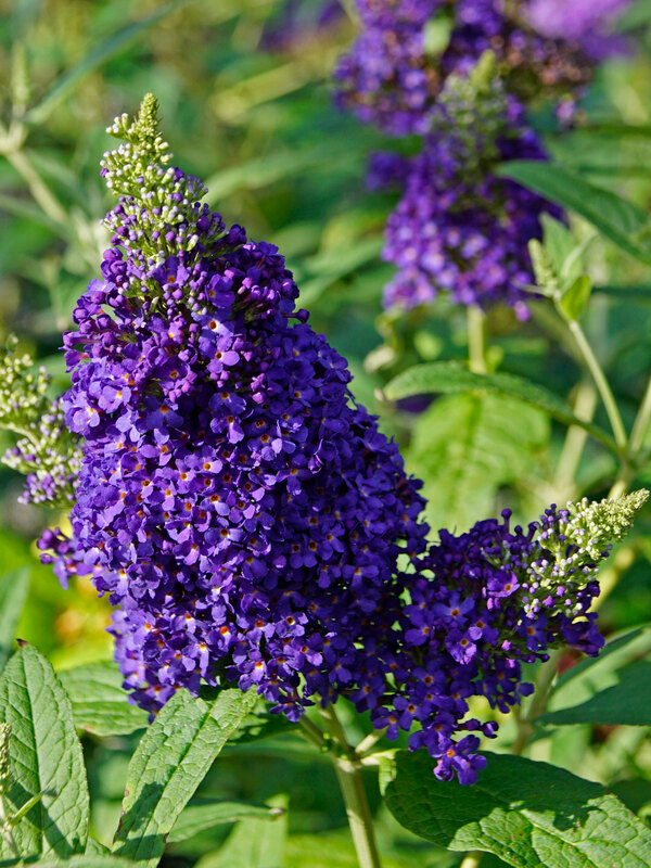 Buddleia Buzz Midnight | Bluestone Perennials