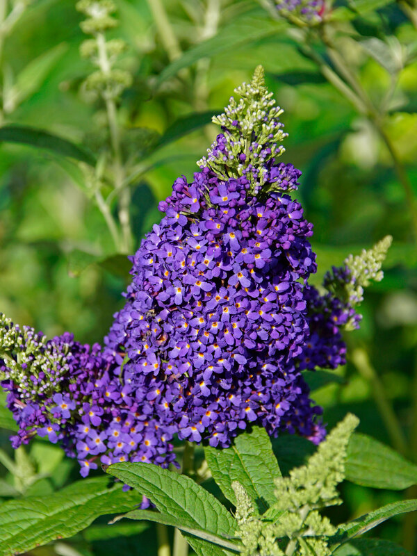 Buddleia Buzz Midnight | Bluestone Perennials