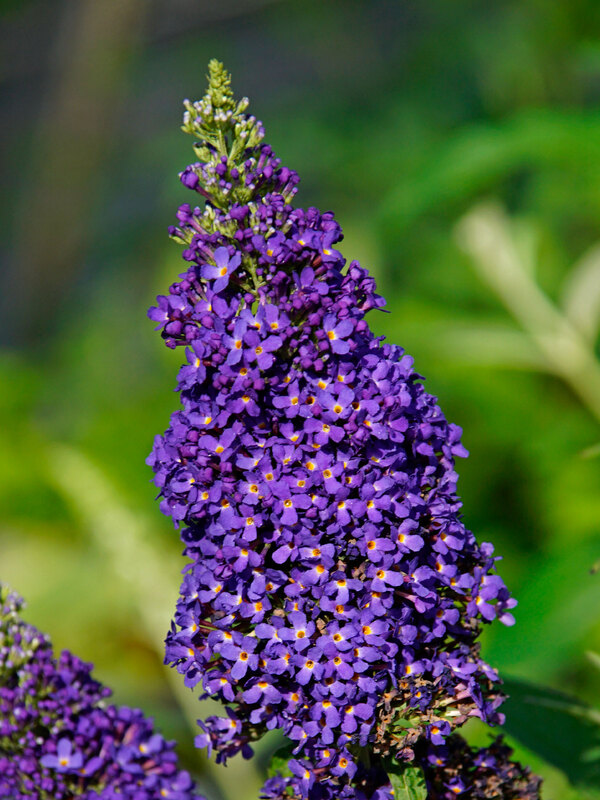 Buddleia Buzz Midnight | Bluestone Perennials