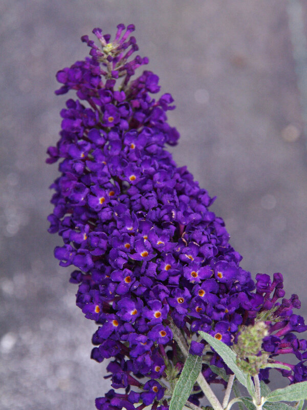Buddleia Buzz Midnight | Bluestone Perennials