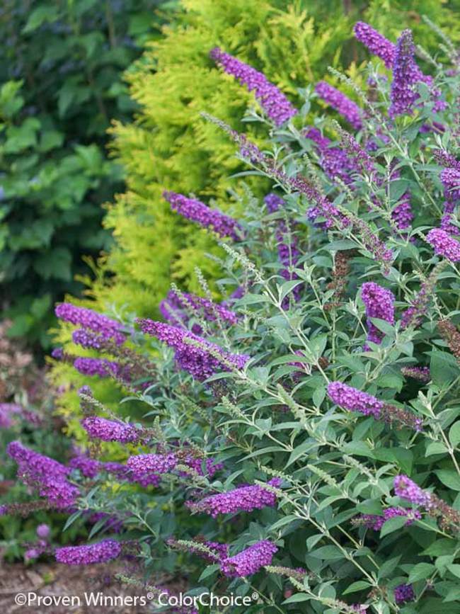 Buddleia Miss Violet | Bluestone Perennials