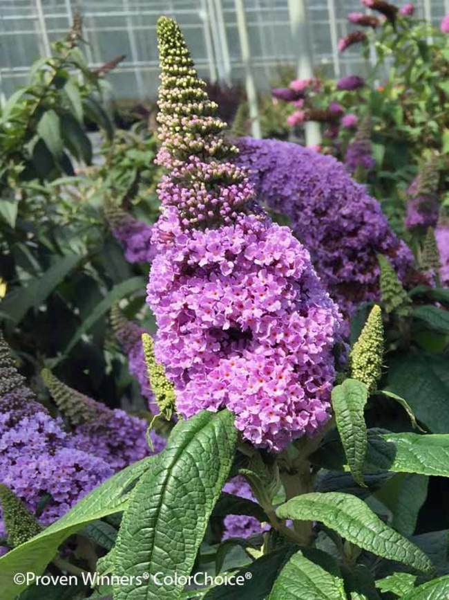 Buddleia Pugster Amethyst | Bluestone Perennials