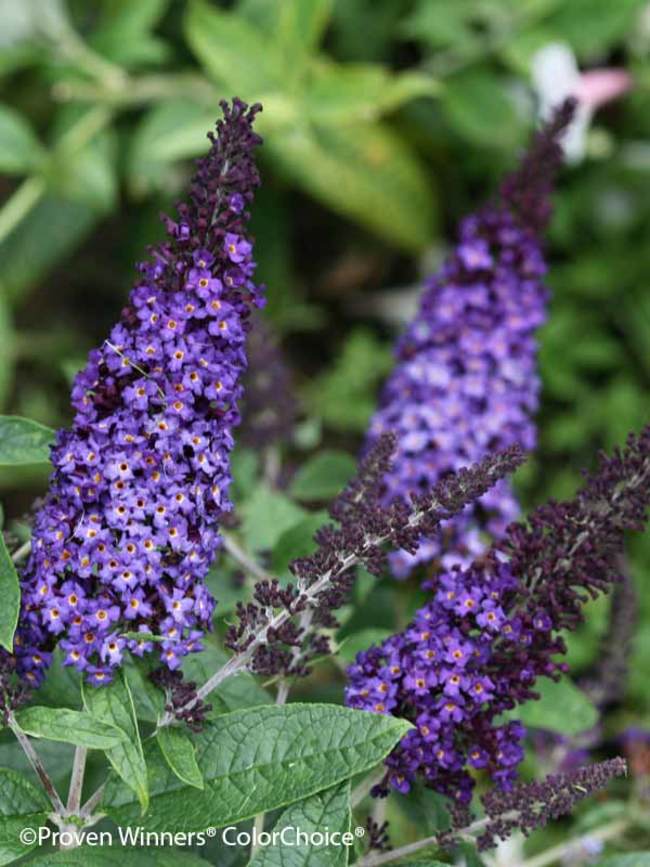 Buddleia Pugster Blue | Bluestone Perennials