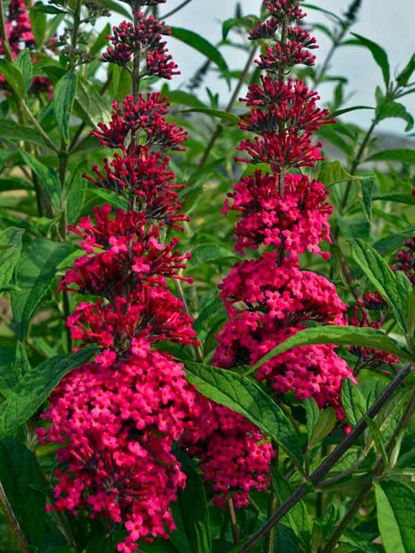 Buddleia Prince Charming | Bluestone Perennials