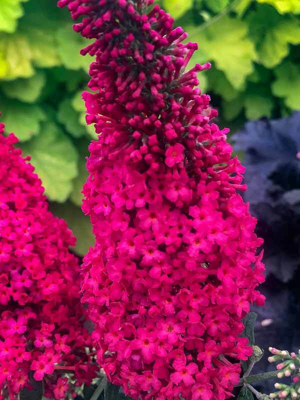 Buddleia Prince Charming | Bluestone Perennials