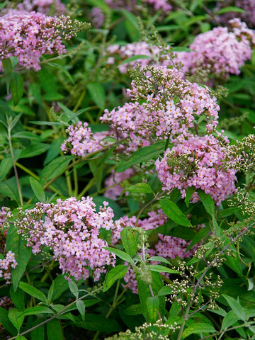 Buddleia Pink Cascade | Bluestone Perennials
