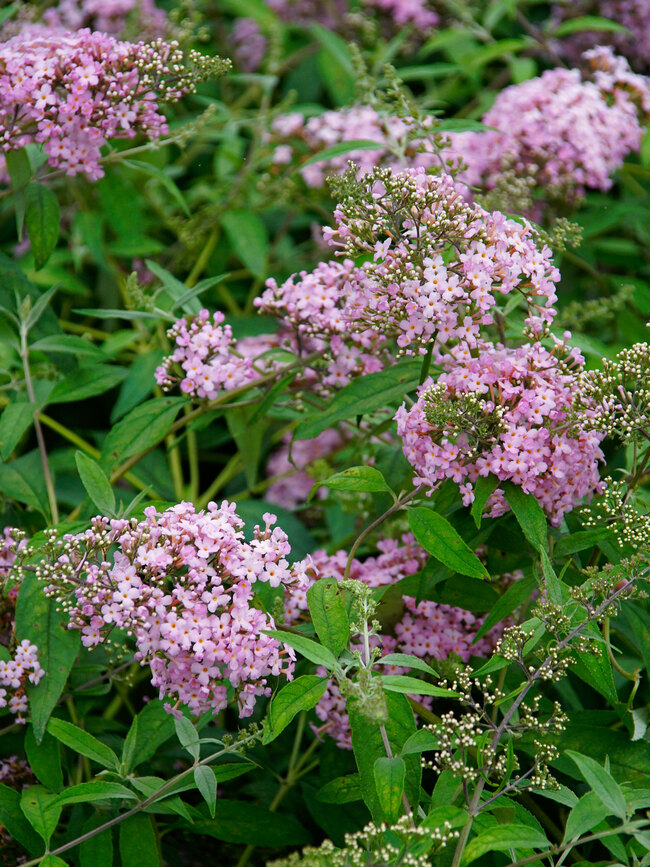 Pink Flower Bush