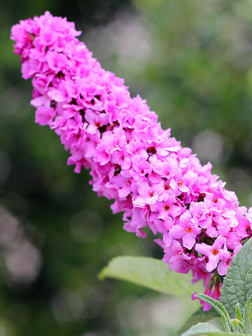 Buddleia Pink Micro Chip | Bluestone Perennials