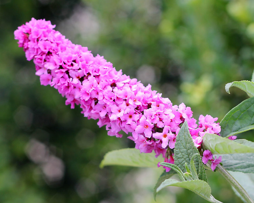 Buddleia Pink Micro Chip | Bluestone Perennials