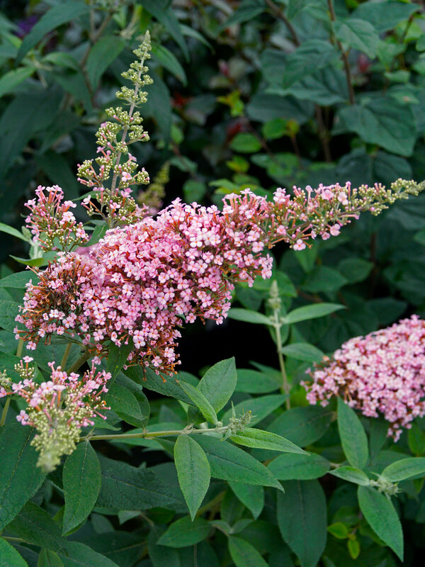 Buddleia Princess Pink | Bluestone Perennials