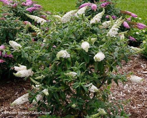 Buddleia Pugster White | Bluestone Perennials