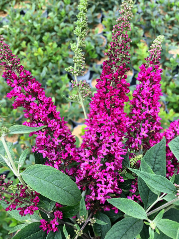 Buddleia Ruby Chip | Bluestone Perennials