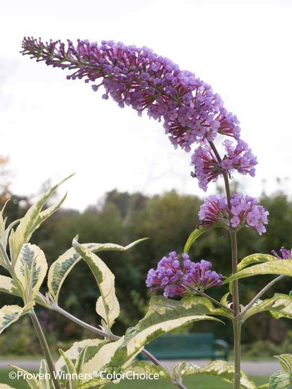 Buddleia Summer Skies | Bluestone Perennials