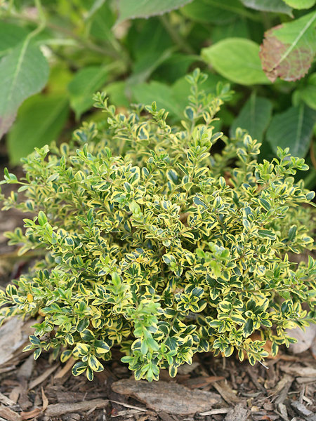 Product Viewer - Buxus Wedding Ring