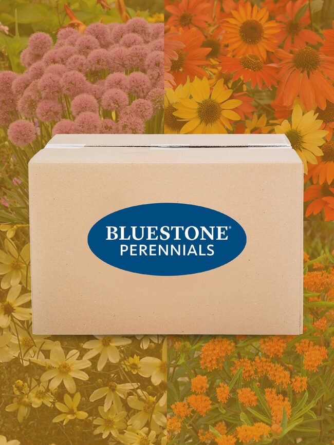 12-Plant Custom Drought Tolerant Garden | Bluestone Perennials