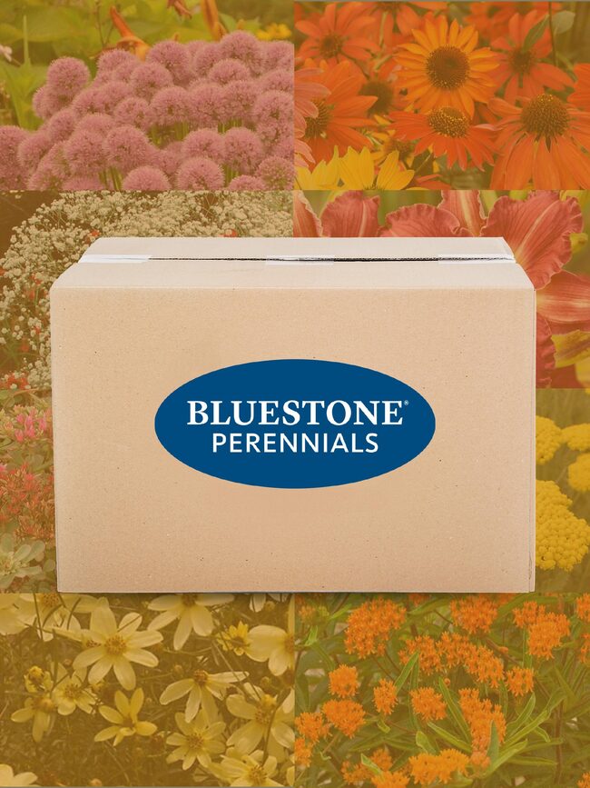24-Plant Custom Drought Tolerant Garden | Bluestone Perennials