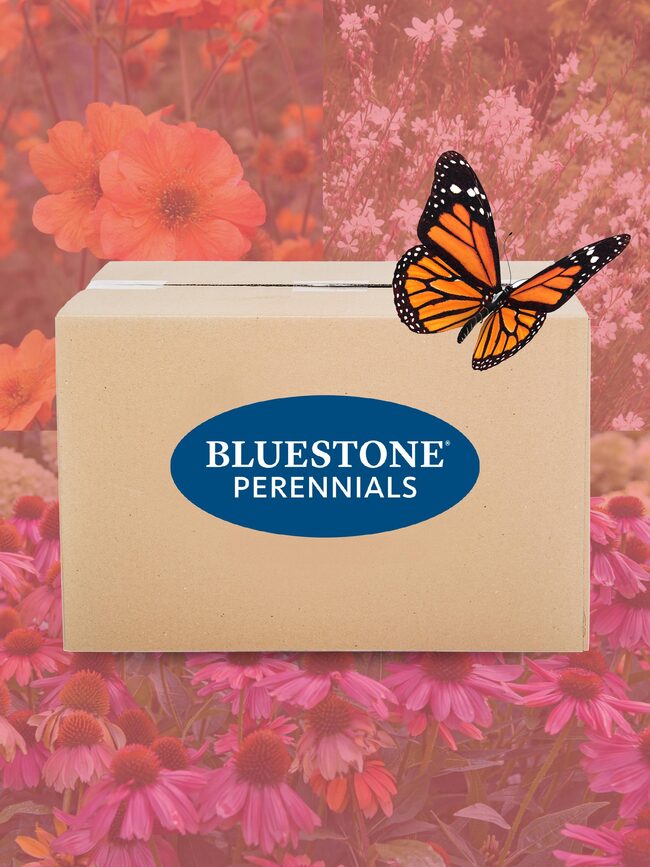 9-Plant Custom Pollinator Garden | Bluestone Perennials