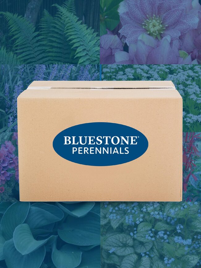 24-Plant Custom Shade Garden | Bluestone Perennials