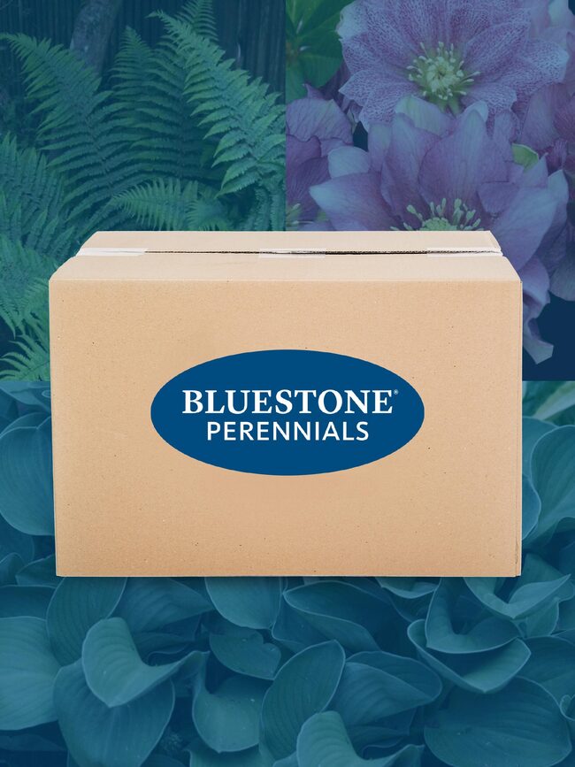 9-Plant Custom Shade Garden | Bluestone Perennials
