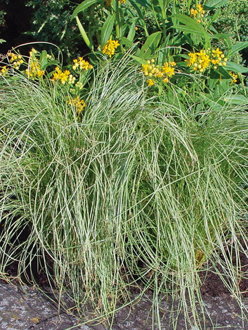 Carex Amazon Mist | Bluestone Perennials