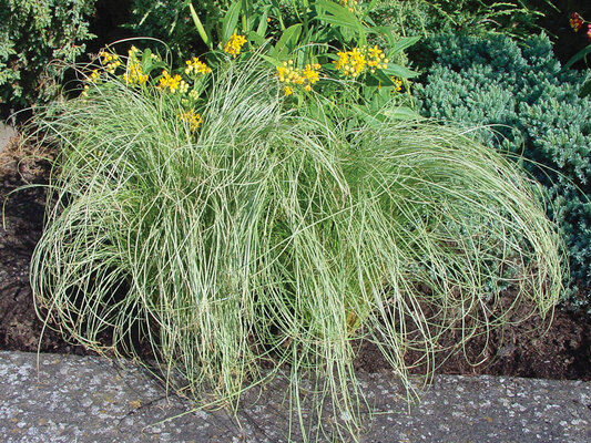 Carex Amazon Mist | Bluestone Perennials