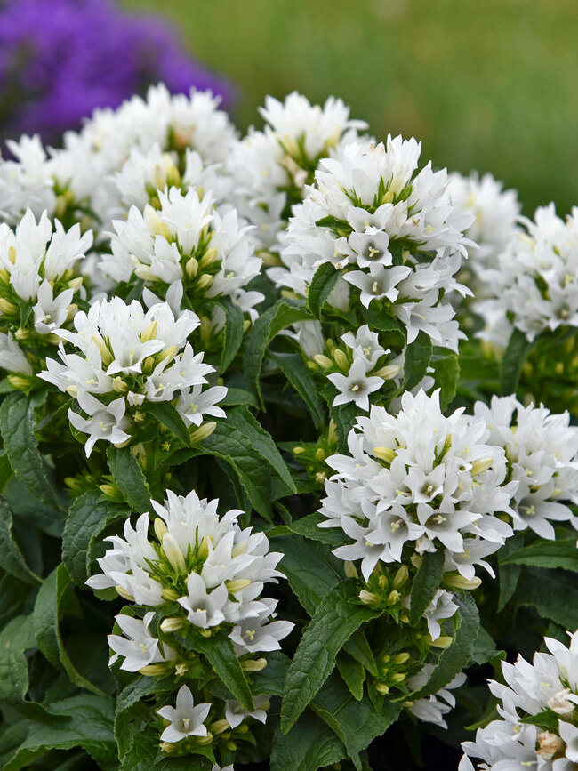 Campanula Angel Bells | Bluestone Perennials