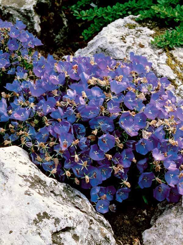 Campanula Carp. Blue Clips | Bluestone Perennials