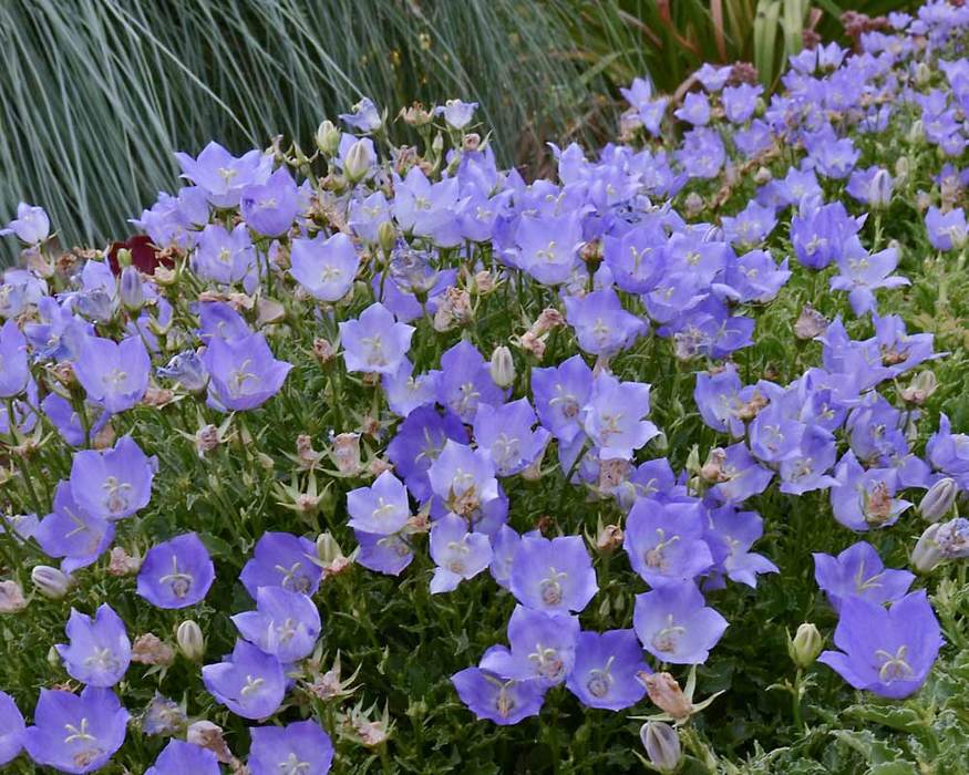 Campanula Carp. Blue Clips | Bluestone Perennials