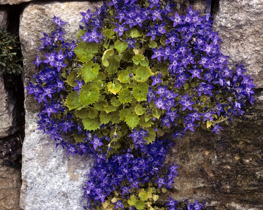 Campanula Dickson'S Gold | Bluestone Perennials